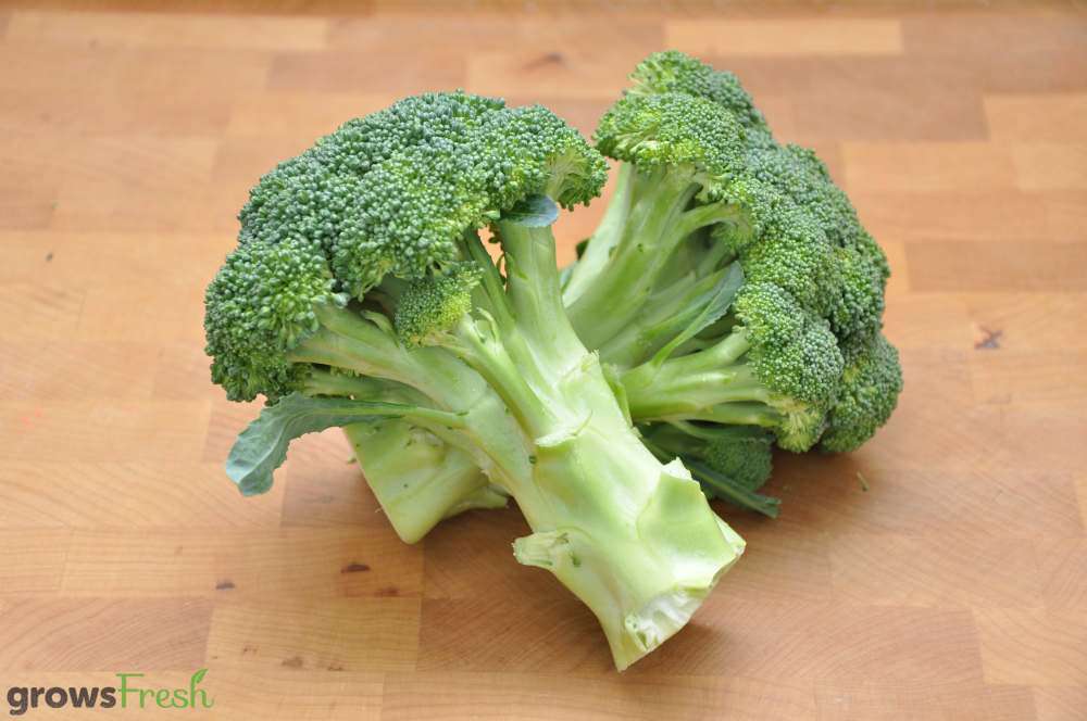 Organic Broccoli - Fresh Piece - Australian – growsFresh