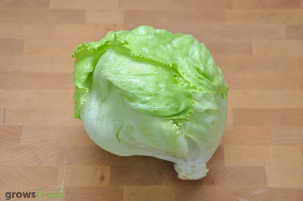 Organic Lettuce - Iceberg - Australian – growsFresh