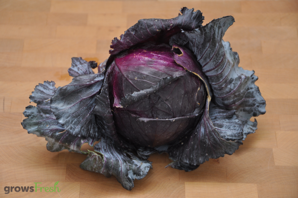 Organic Cabbage - Red - Australian – growsFresh