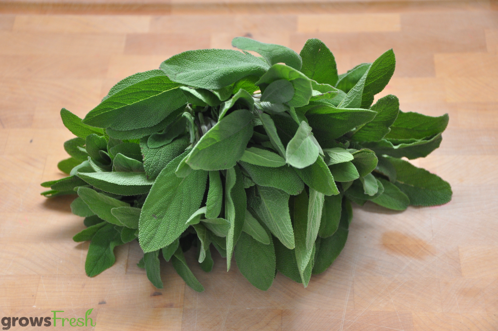 Organic Herbs - Sage - Fresh - Australian – growsFresh