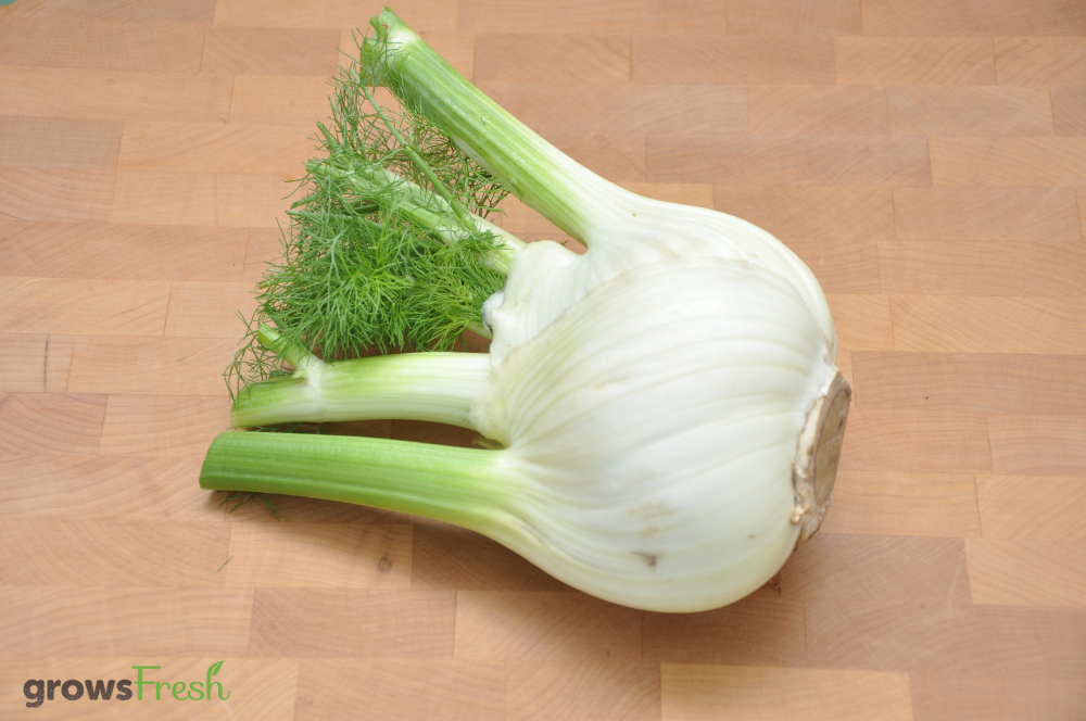 Organic Fennel - Bunch - Australian – growsFresh