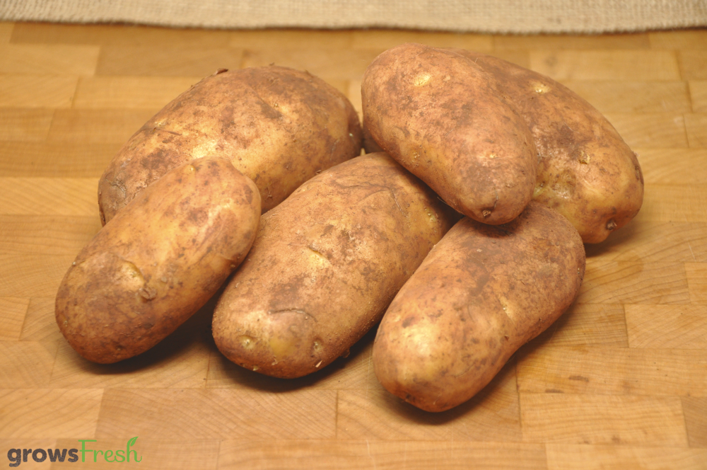 Organic Potatoes - Dutch Cream - Unwashed - Australian – growsFresh