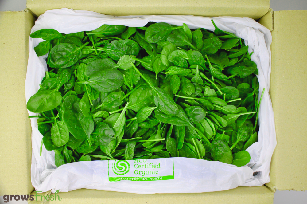 Organic Baby Spinach - Bulk Box - 1.5kg - Australian – growsFresh